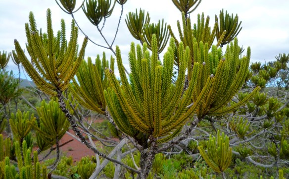 Plants | Dr. Fabien L. Condamine