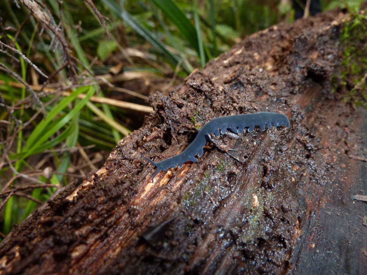 Animals | Dr. Fabien L. Condamine
