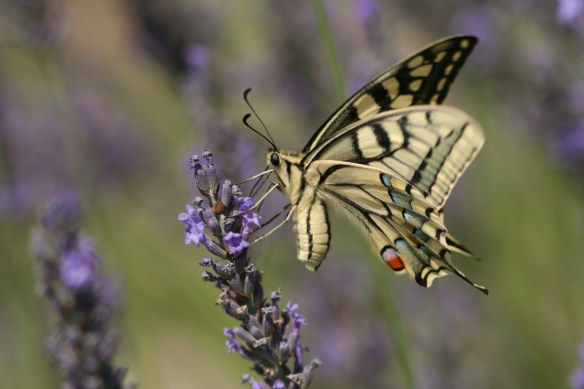 Animals | Dr. Fabien L. Condamine