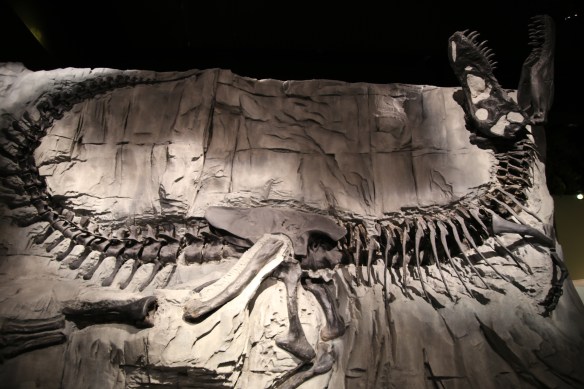 Animals | Dr. Fabien L. Condamine